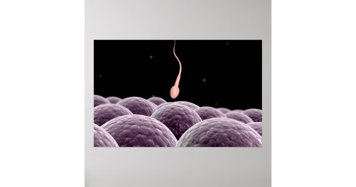 Conceptual Image Of Fertilisation Poster | Zazzle