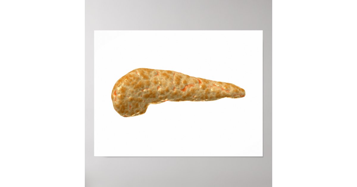 Conceptual Image Of Human Pancreas Poster | Zazzle