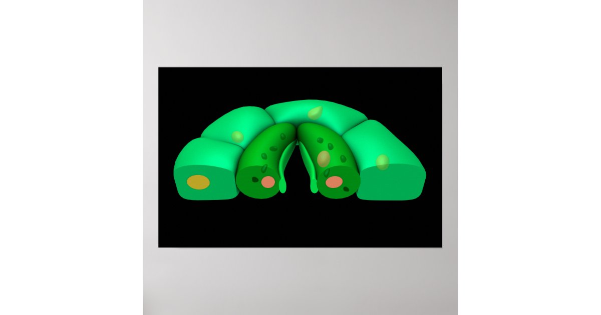 Conceptual Image Of Stomata 2 Poster | Zazzle