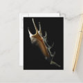 Conch shell postcard | Zazzle
