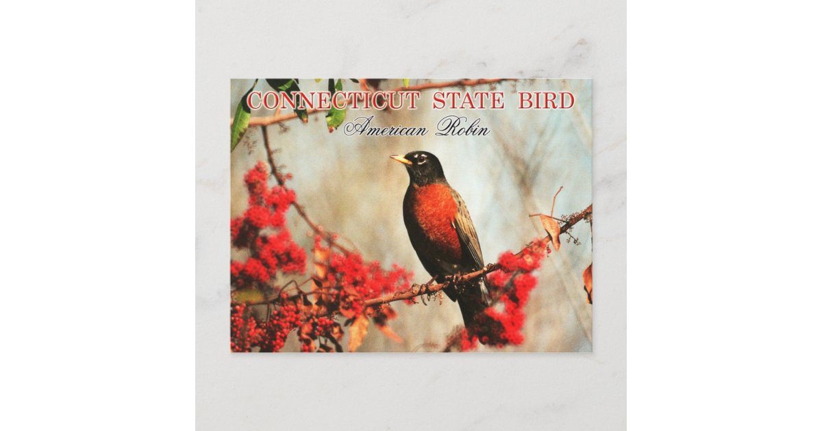 Connecticut State Bird - American Robin Postcard | Zazzle