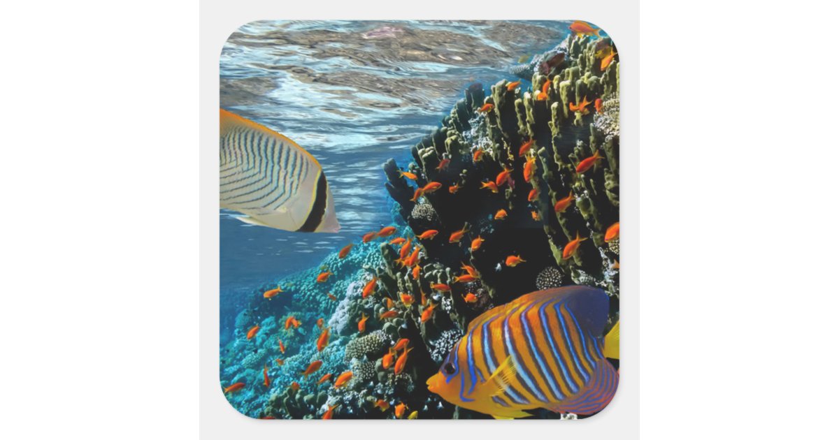 Coral Reef with Fire Coral and Exotic Fishes Square Sticker | Zazzle