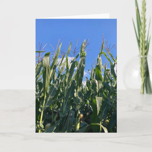 Corn Stalks Blank Thank You Card | Zazzle