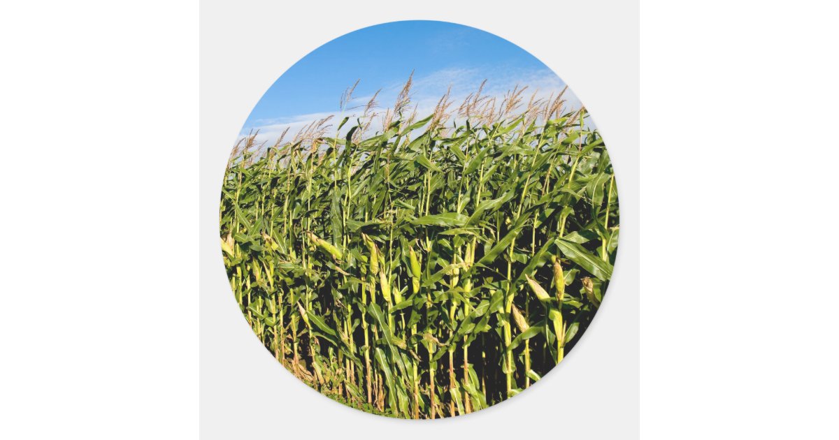 cornfield and sky classic round sticker | Zazzle