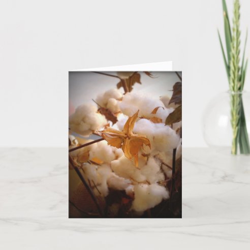 Cotton Cards | Zazzle UK