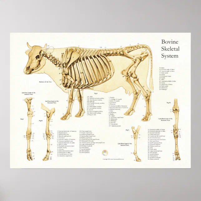 Bovine Skeletal Anatomy Bovine Skeleton Cut Out Stock Images