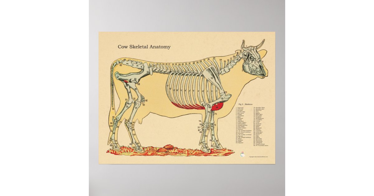 Cow Bovine Veterinary Skeletal Anatomy Chart | Zazzle