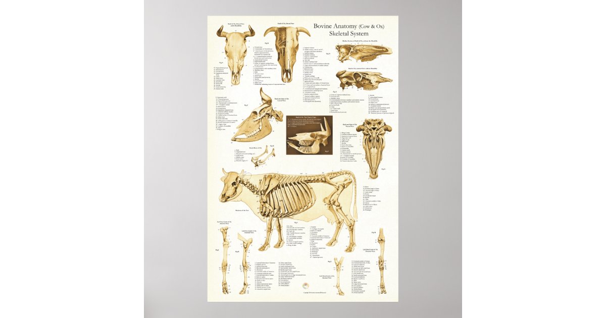 Cow Ox Bovine Skeletal Anatomy Poster | Zazzle