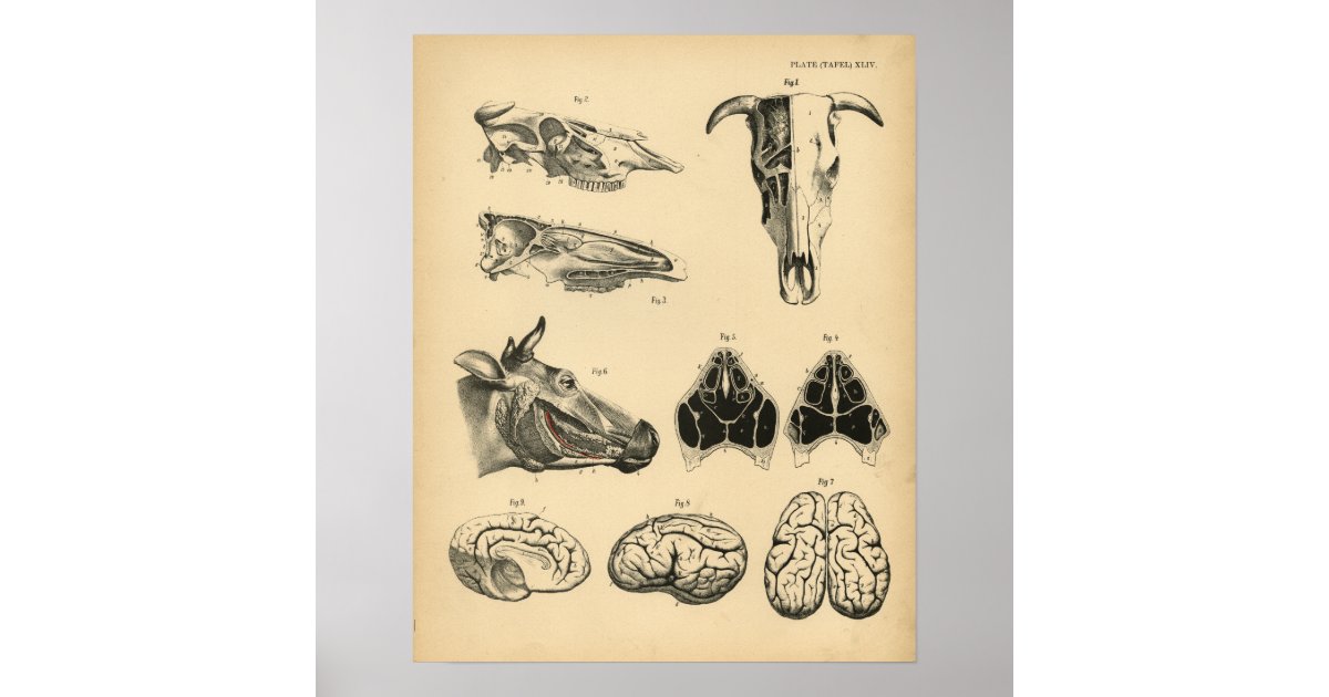 Cow Ox Skull Brain Anatomy 1908 Vintage Print | Zazzle