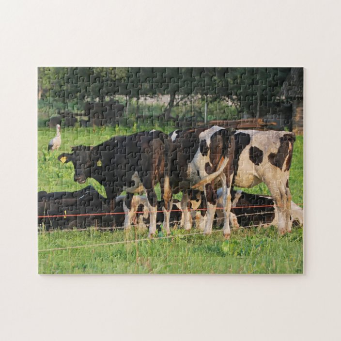 Cows Jigsaw Puzzle | Zazzle.co.uk
