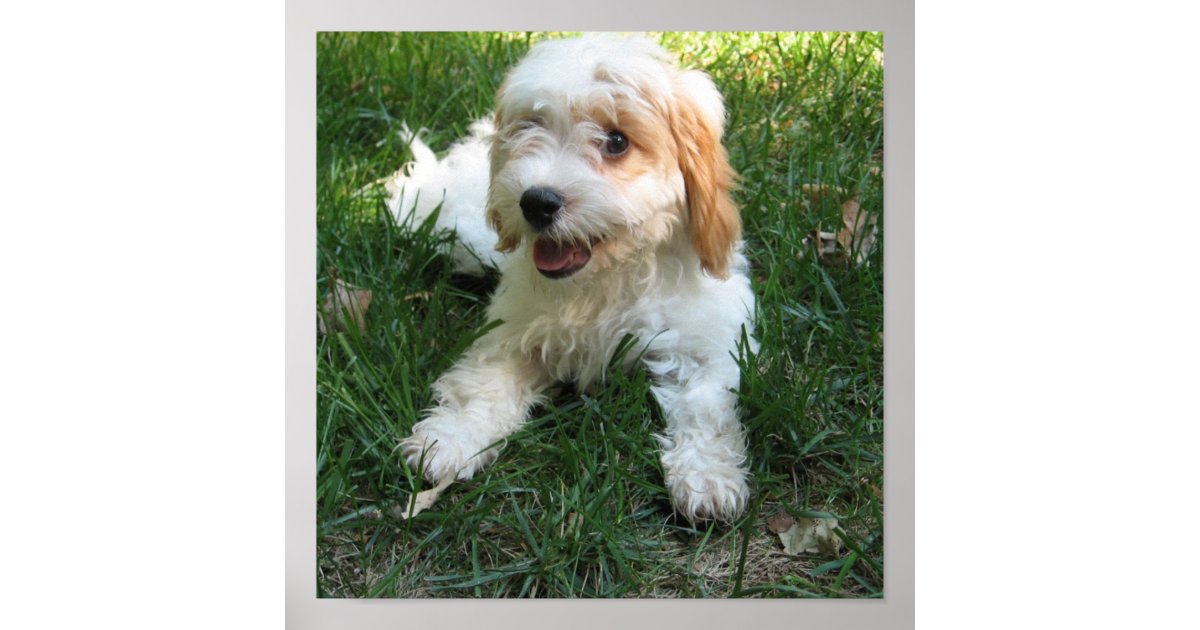 Customised Cavachon Photo Poster, Dog Poster | Zazzle