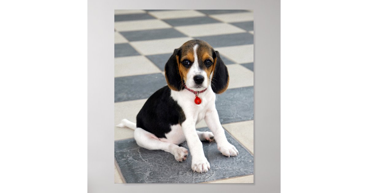 Cute Beagle Puppy Photo Poster | Zazzle