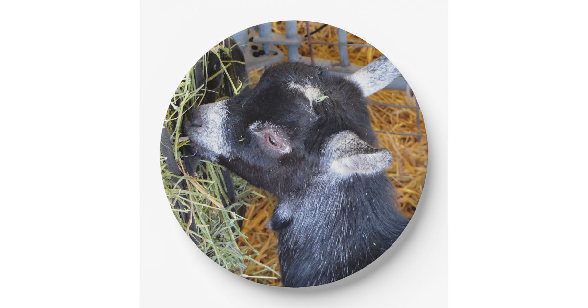 Cute Black Baby Goat Eating Hay Photo Paper Plate | Zazzle