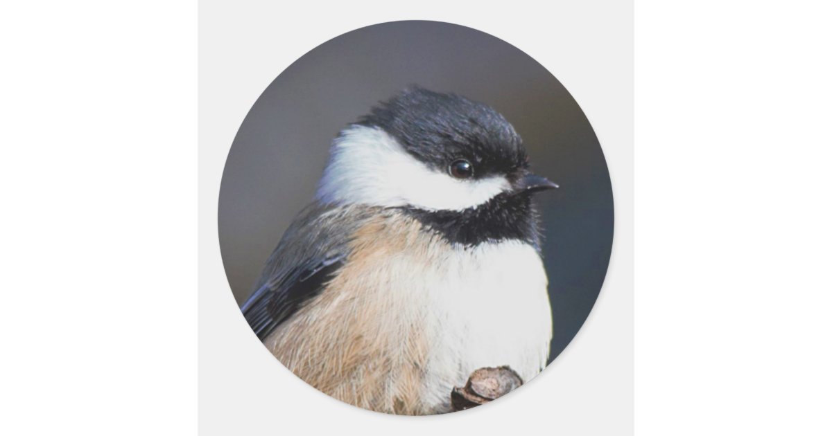 Cute Black-Capped Chickadee on Branch Classic Round Sticker | Zazzle