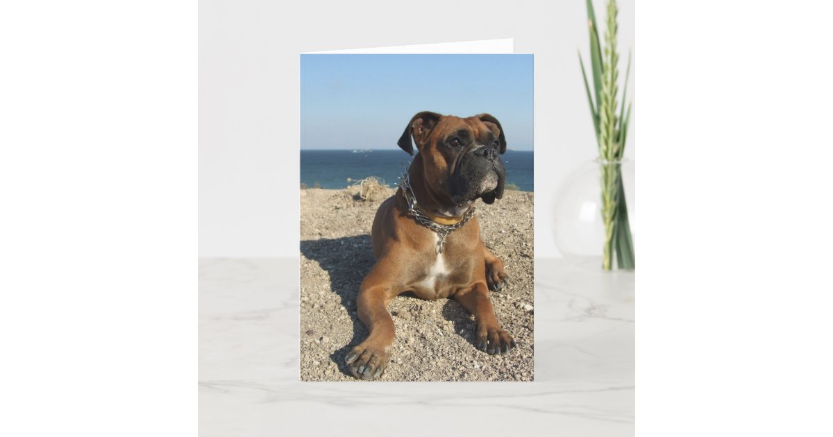 Cute Boxer Dog Greeting Card | Zazzle.co.uk