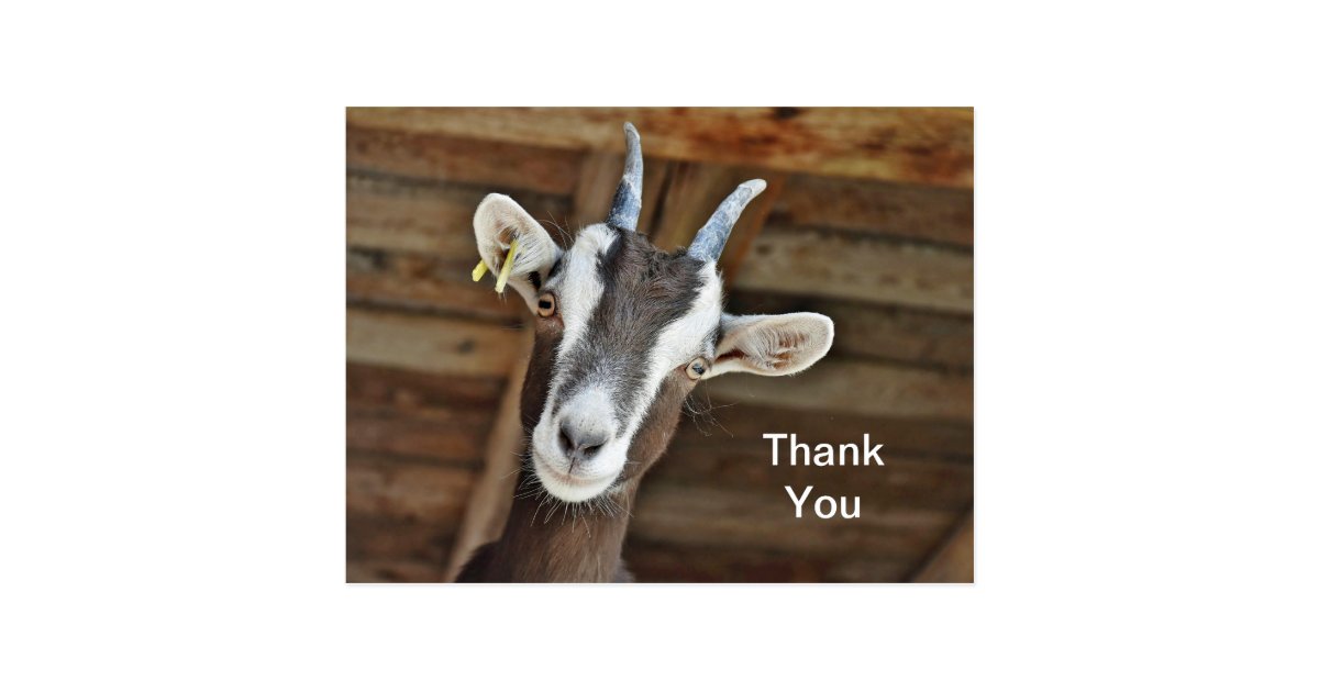Cute Brown and White Goat Photo Thank You Postcard | Zazzle.co.uk