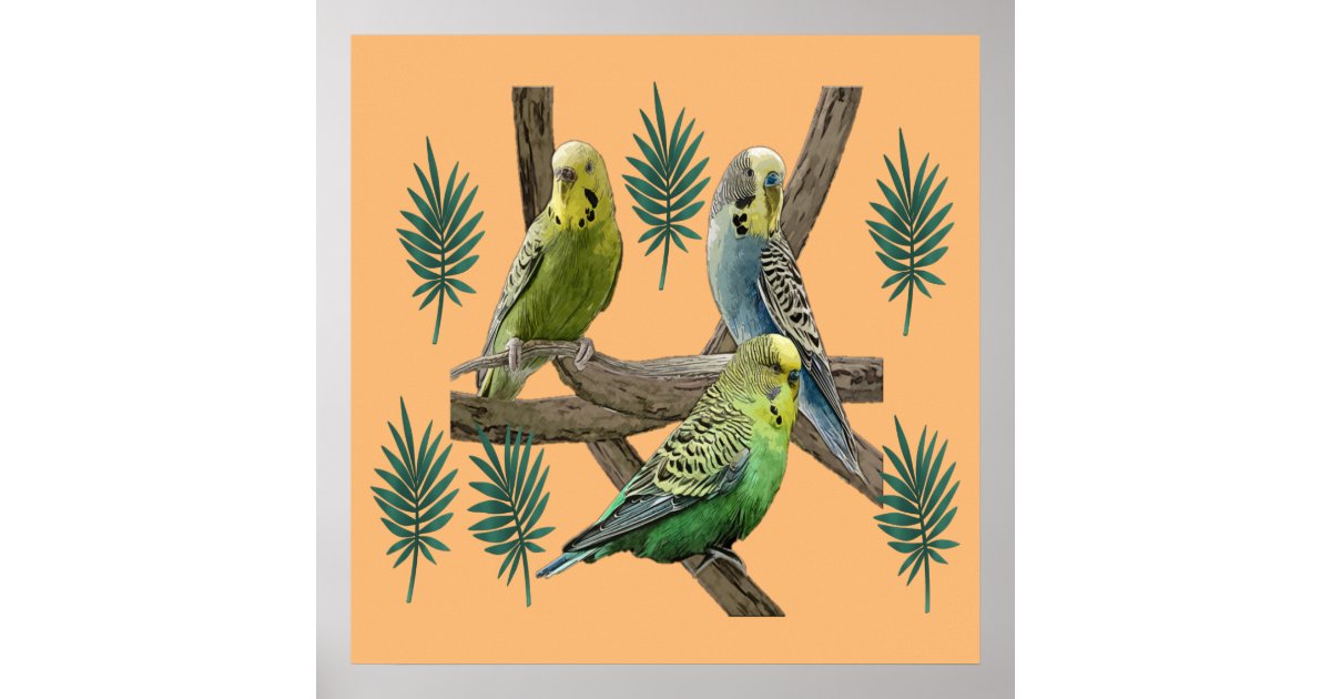 Cute Budgie Design Poster | Zazzle