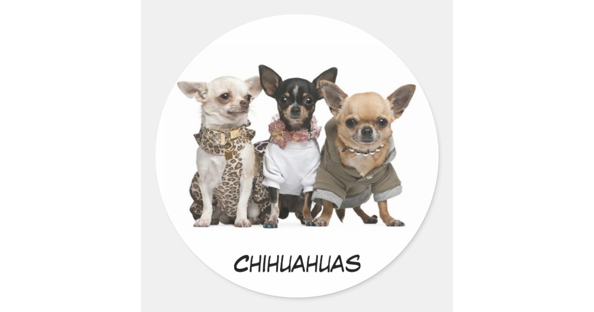 Cute Chihuahuas Classic Round Sticker | Zazzle