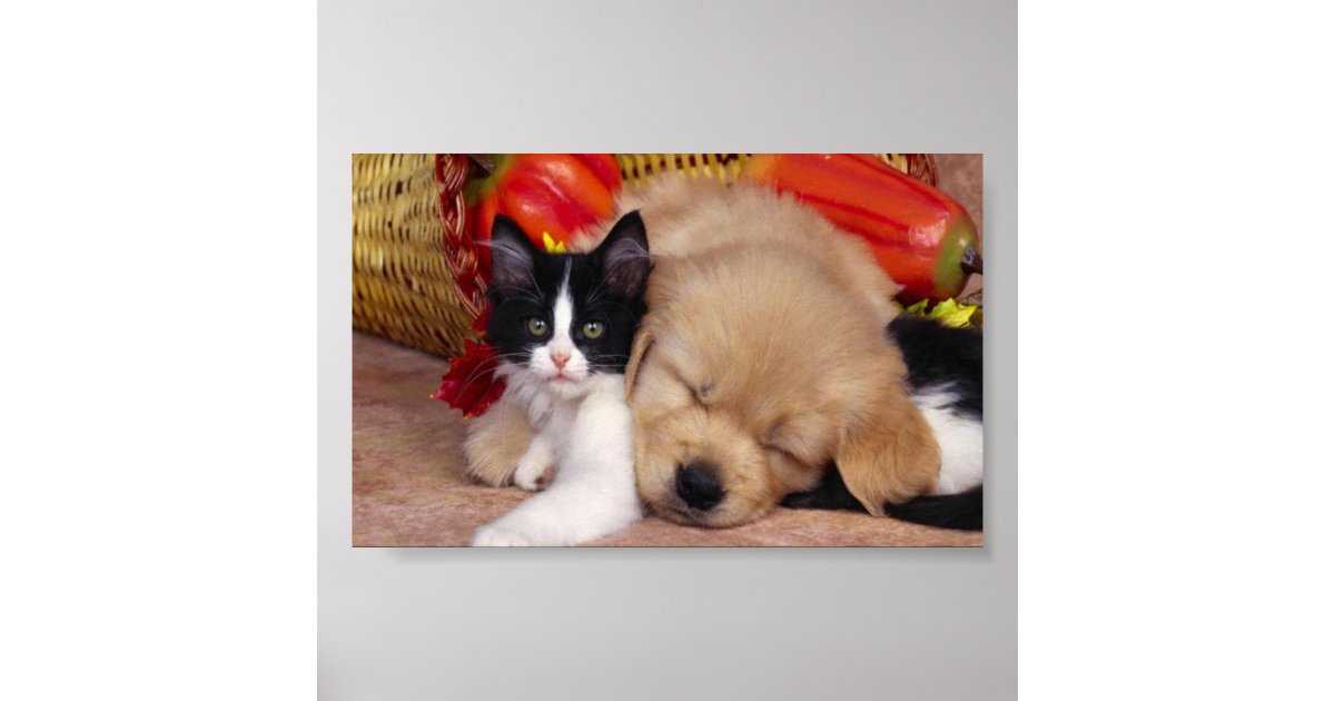 Cute cuddly pets poster | Zazzle