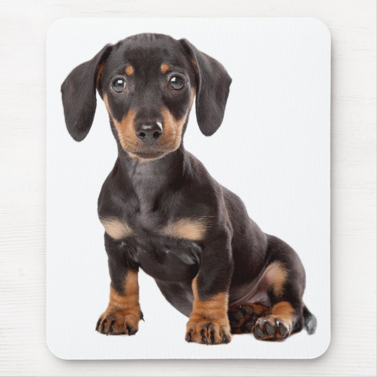 Cute Doxin Puppy Wiener Love Dog Mum Dachshund Mouse Mat | Zazzle
