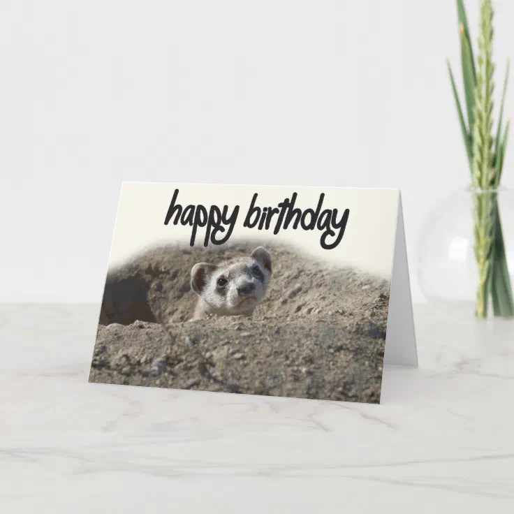 cute Ferret Happy Birthday Card | Zazzle