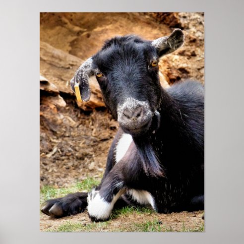 Goat Posters & Prints | Zazzle UK