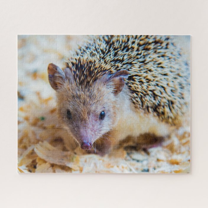 Cute Hedgehog, Jigsaw Puzzle | Zazzle.co.uk