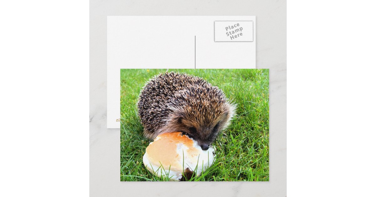 CUTE HEDGEHOG POSTCARD | Zazzle