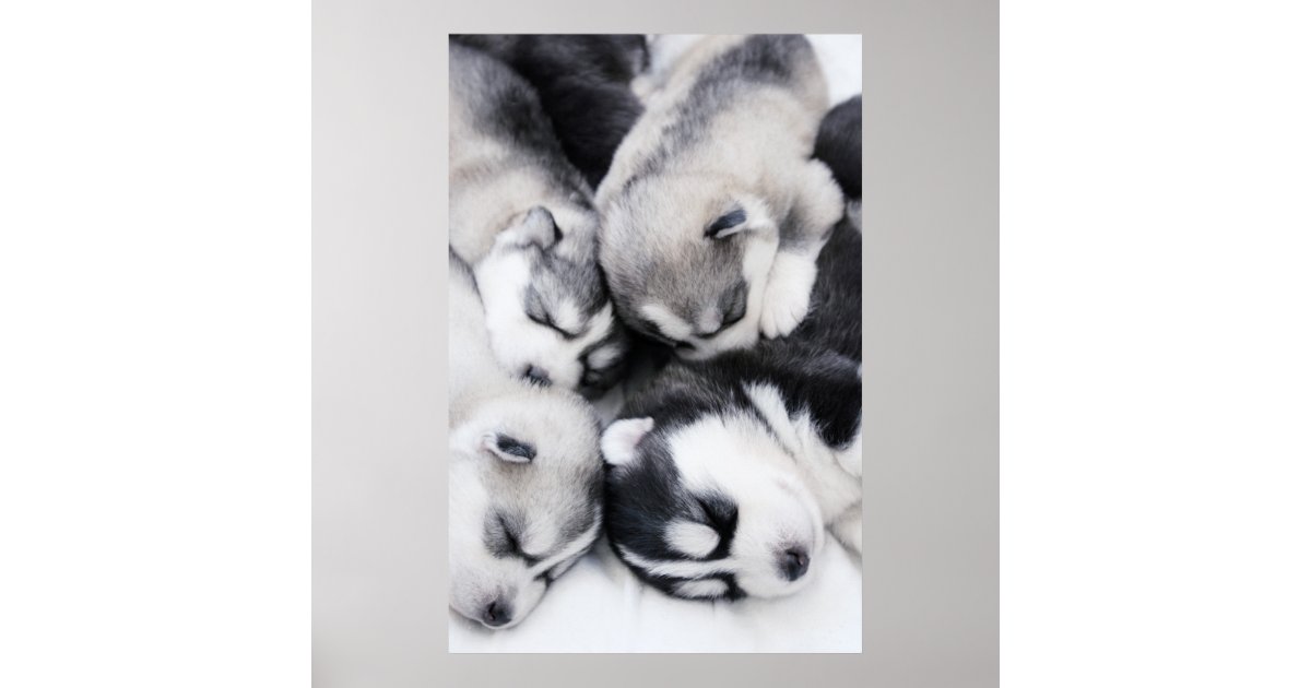 cute husky puppies poster | Zazzle