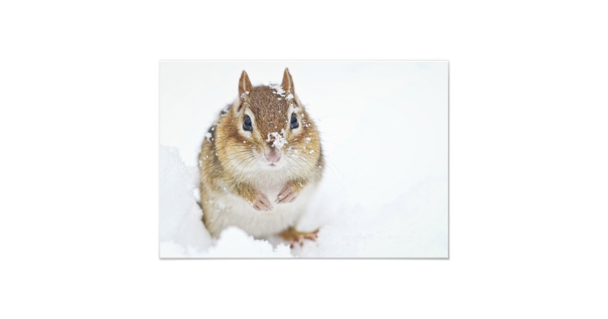 Cute Little Chipmunk in the Snow Photo Print | Zazzle