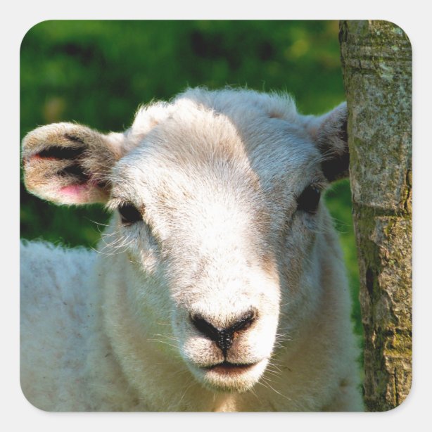 Sheep Stickers & Labels | Zazzle UK