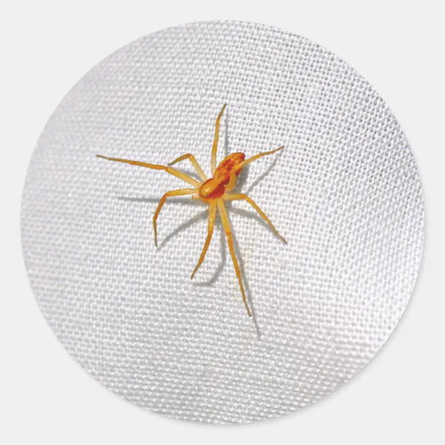 Cute Orange Spider Classic Round Sticker | Zazzle