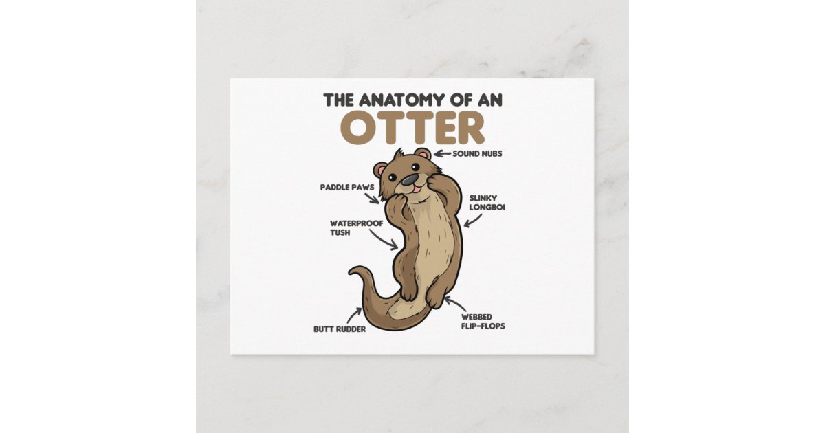 Cute Otter Explanation Anatomy Of An Otter Postcard | Zazzle