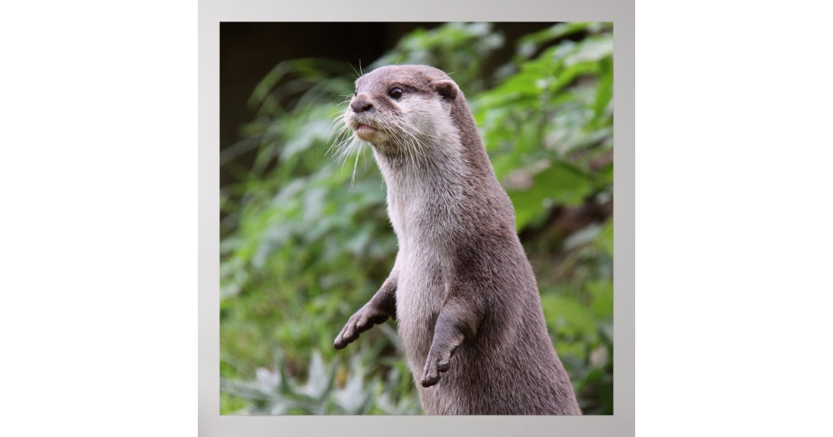 Cute Otter standing up Poster | Zazzle