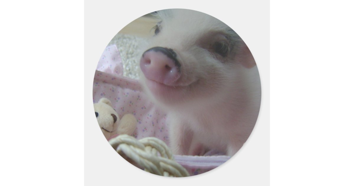 Cute Piglet Classic Round Sticker | Zazzle