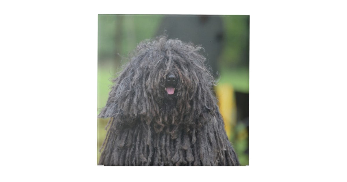 Cute Puli Dog Tile | Zazzle