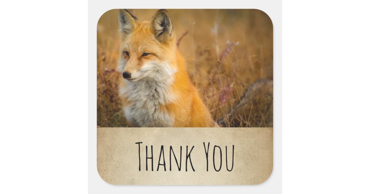 Cute Red Fox Wild Nature Photography Thank You Square Sticker | Zazzle
