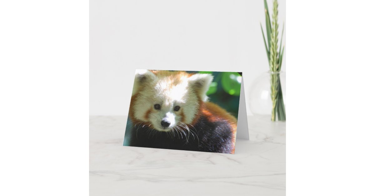 Cute Red Panda Greeting Cards | Zazzle