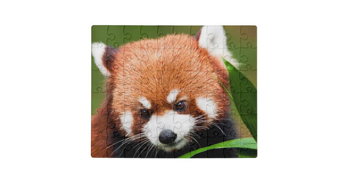 Cute Red Panda Jigsaw Puzzle | Zazzle