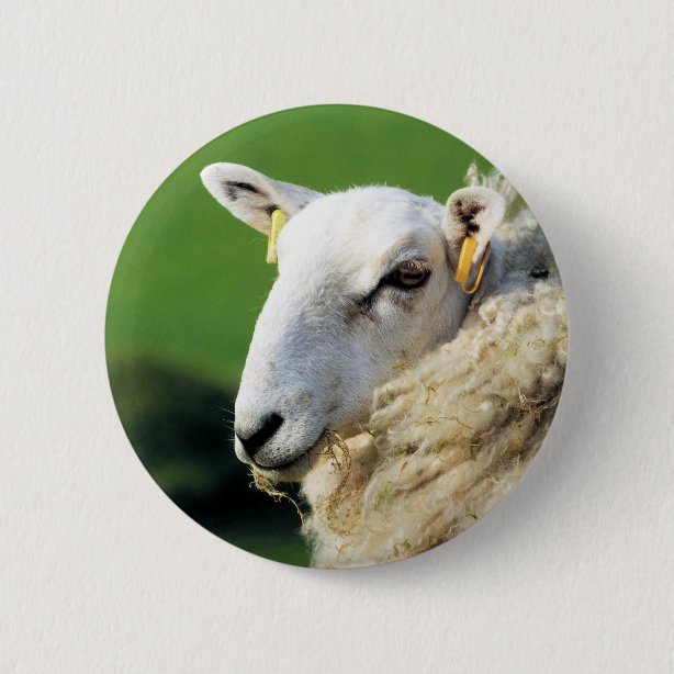 Sheep Badges & Pins | Zazzle UK