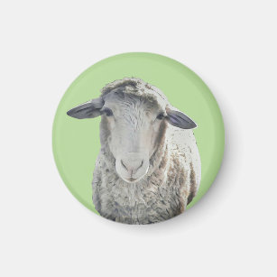 Sheep Magnets | Zazzle UK