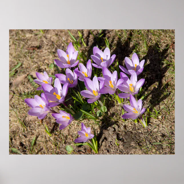 Cute spring crocuses poster | Zazzle