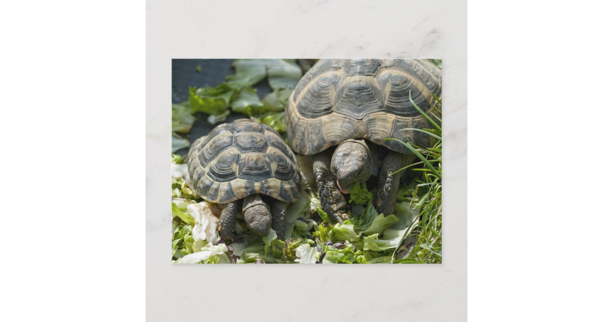 Cute Turtles Postcard | Zazzle