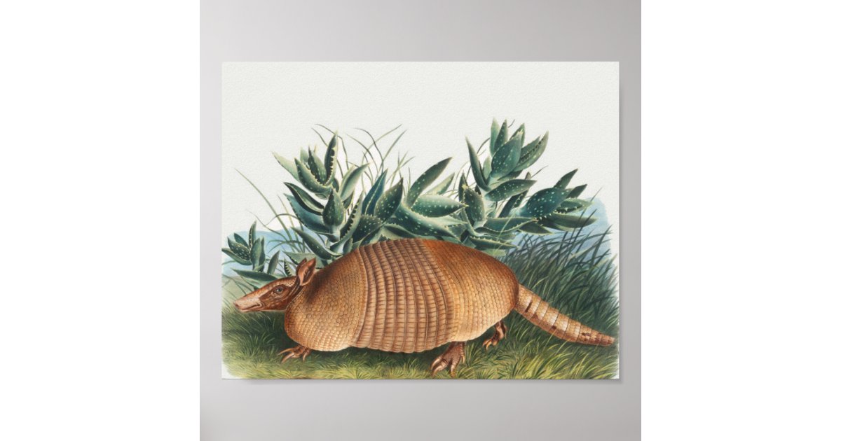 Cute Vintage Armadillo Illustration Poster | Zazzle