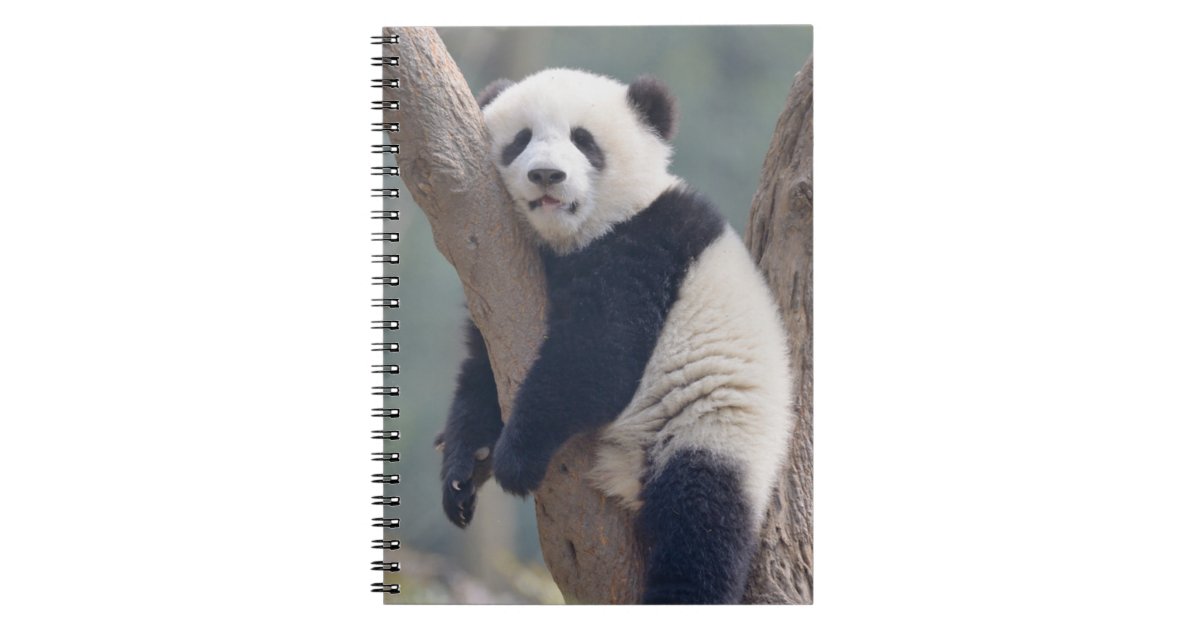 Cutest Baby Animals | Baby Panda Bear Sleeping Notebook | Zazzle