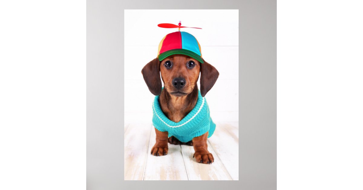 Dachshund Puppy Wearing Propeller Hat Poster | Zazzle