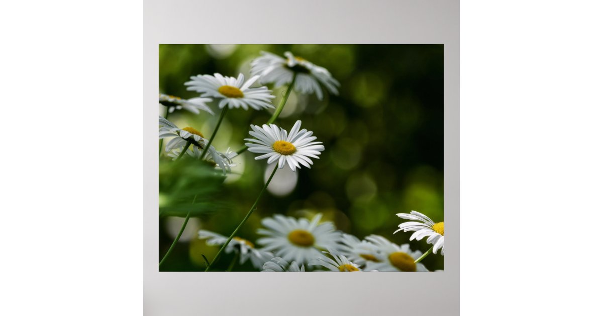 Daisies Poster | Zazzle