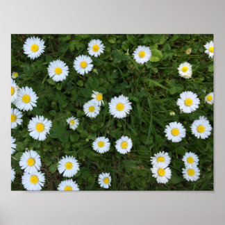 Daisy Posters & Prints | Zazzle.co.uk