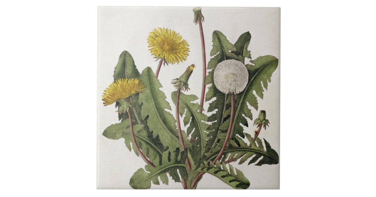 Dandelion (colour engraving) tile | Zazzle