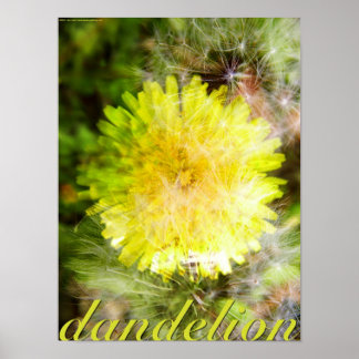 Dandelion Posters, Dandelion Prints - Zazzle UK